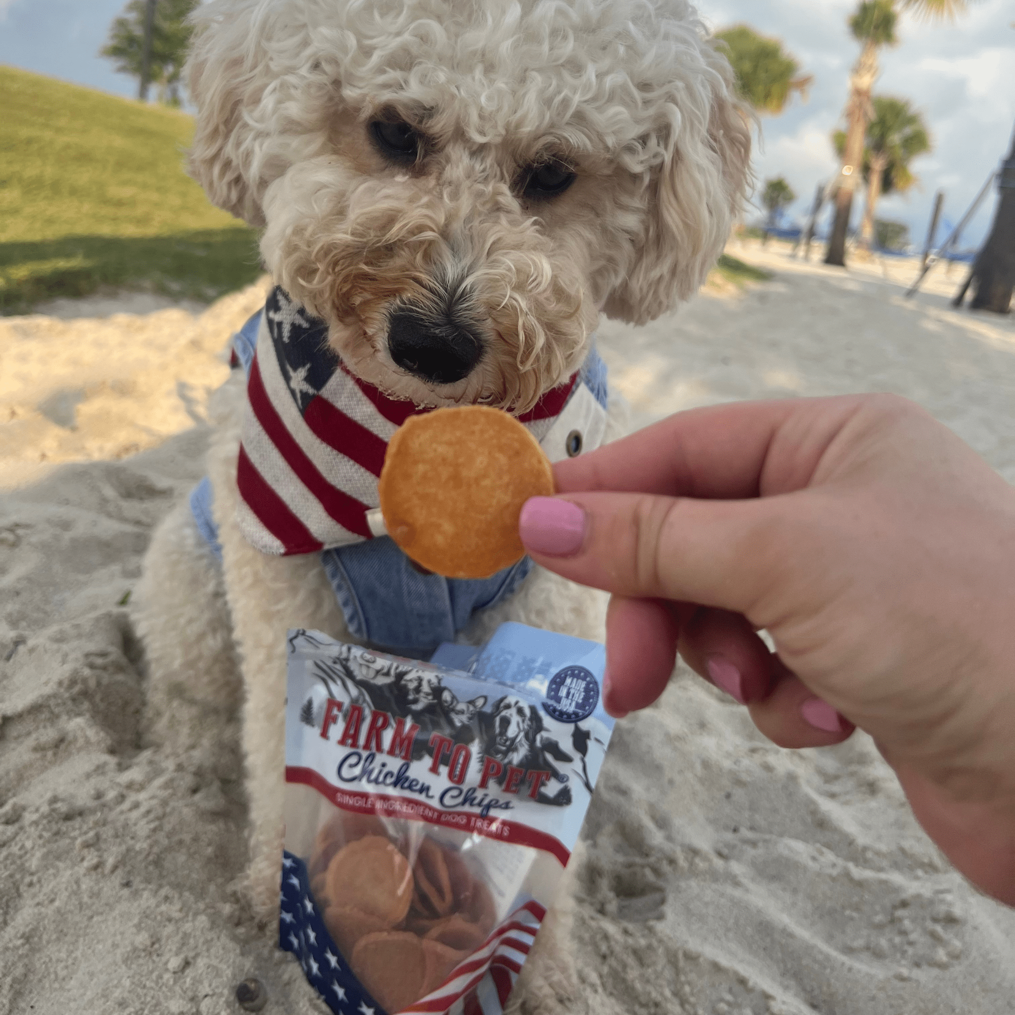 Americana Chicken Chips for Dogs – Alpha Paw