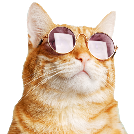 Vet Recommended Pet Supplies at Low Prices | Alpha Paw