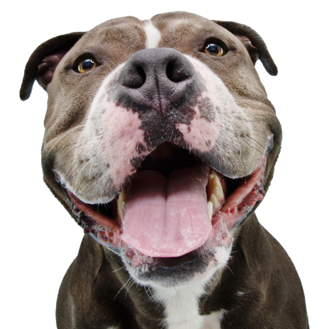 Vet Recommended Pet Supplies at Low Prices | Alpha Paw