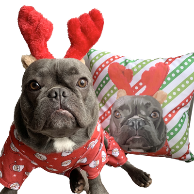 Vet Recommended Pet Supplies at Low Prices | Alpha Paw