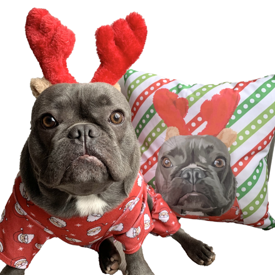 Vet Recommended Pet Supplies at Low Prices | Alpha Paw