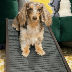 Dog Ramps for Dachshunds | DachRamp™ by Alpha Paw