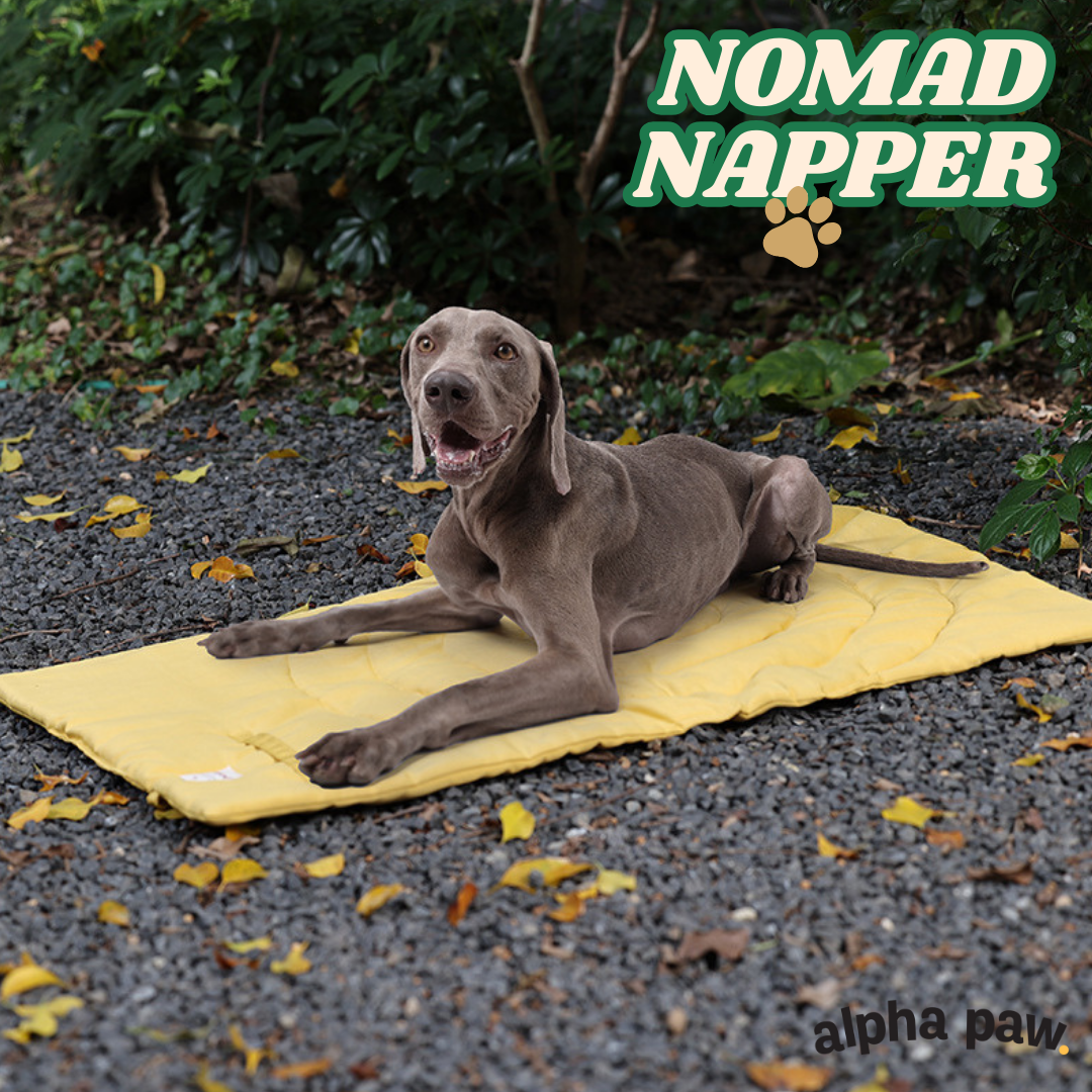 Nomad Napper: The Perfect Dog Travel Mat for Paws on the Go – Alpha Paw