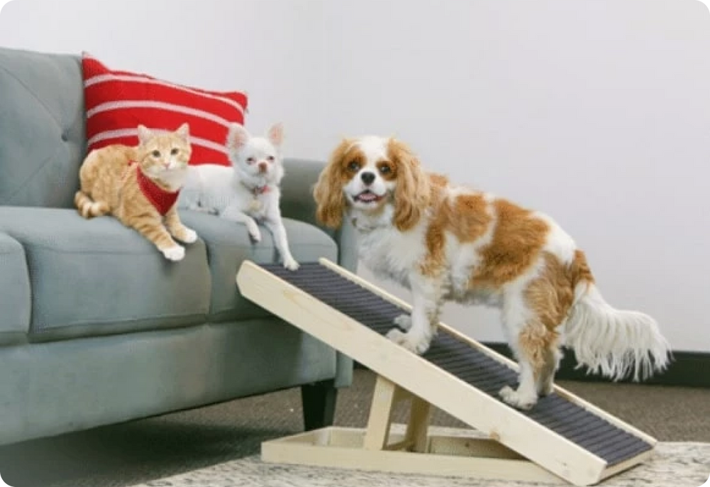 How to Train your Dog to use a Dog Ramp – Alpha Paw