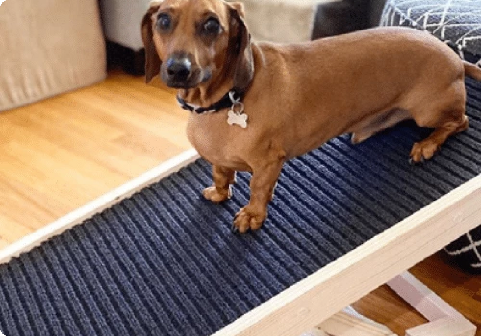 How to Train your Dog to use a Dog Ramp – Alpha Paw