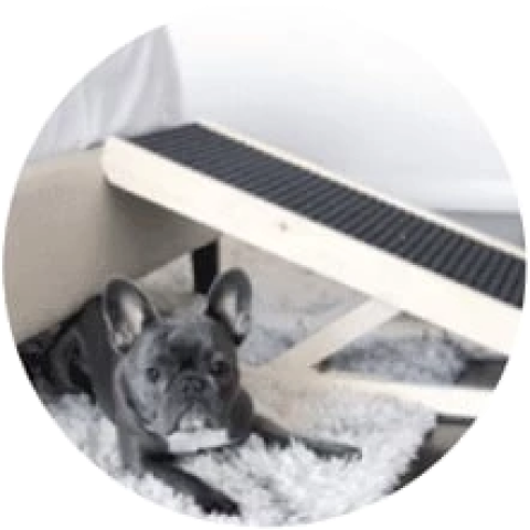 How to Train your Dog to use a Dog Ramp – Alpha Paw