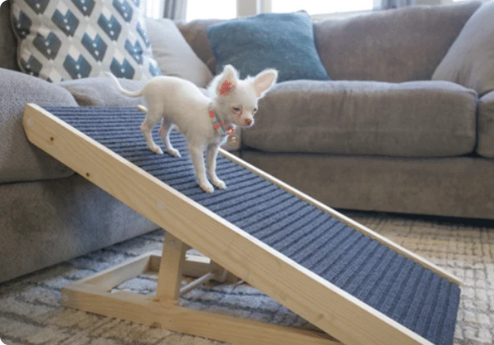 How to Train your Dog to use a Dog Ramp – Alpha Paw
