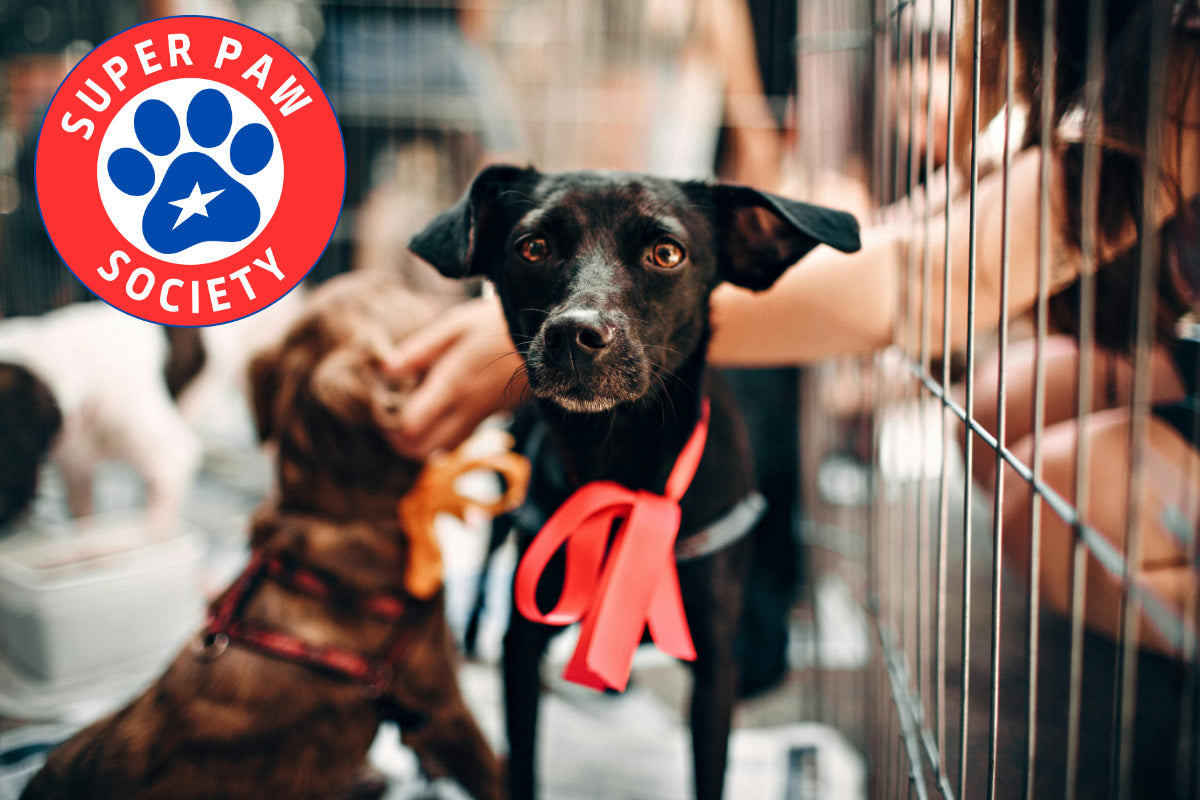 Super Paw Society – Alpha Paw