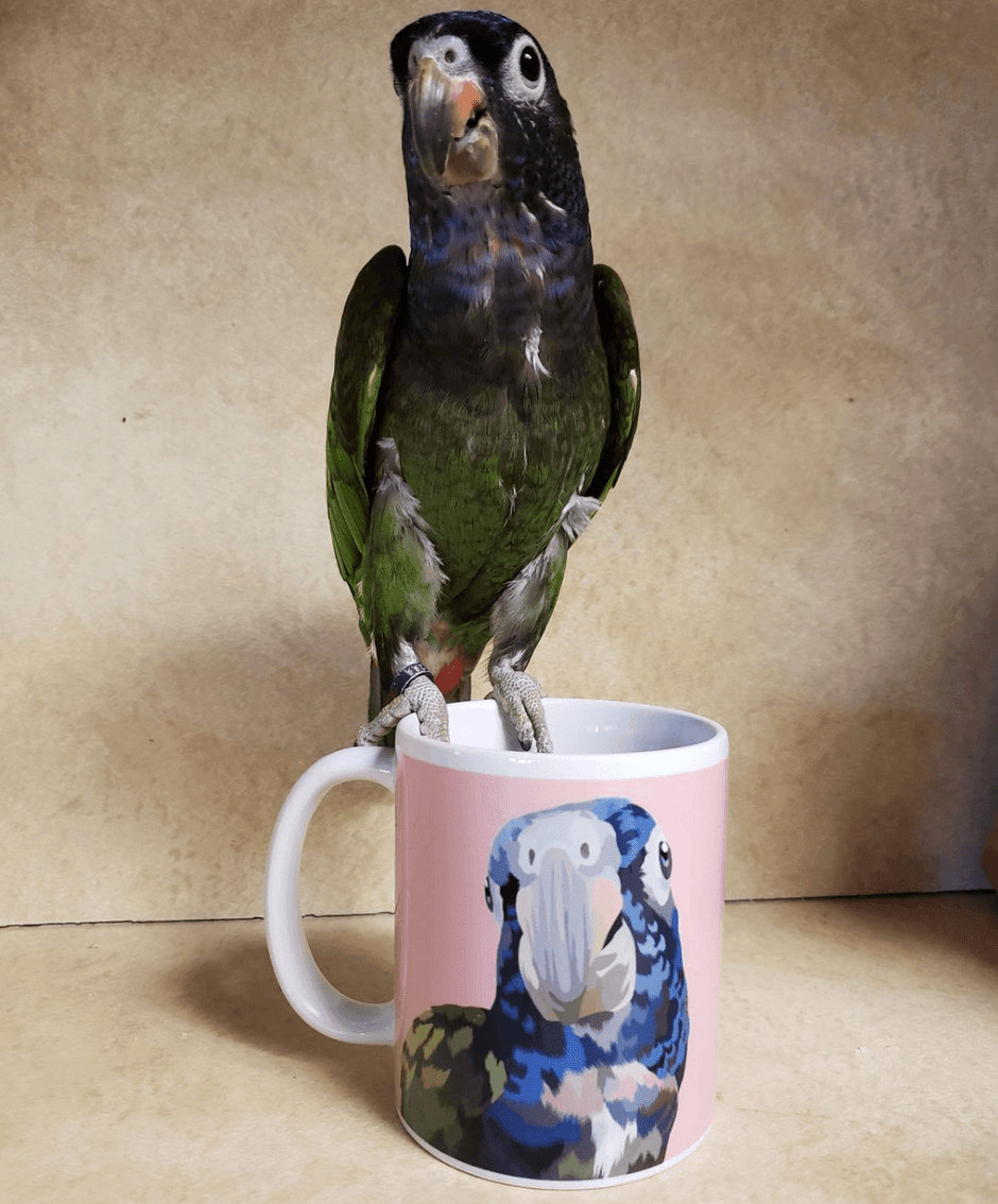 Vet Recommended Pet Supplies at Low Prices | Alpha Paw