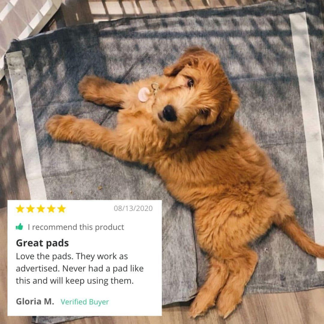 Vet Recommended Pet Supplies at Low Prices | Alpha Paw