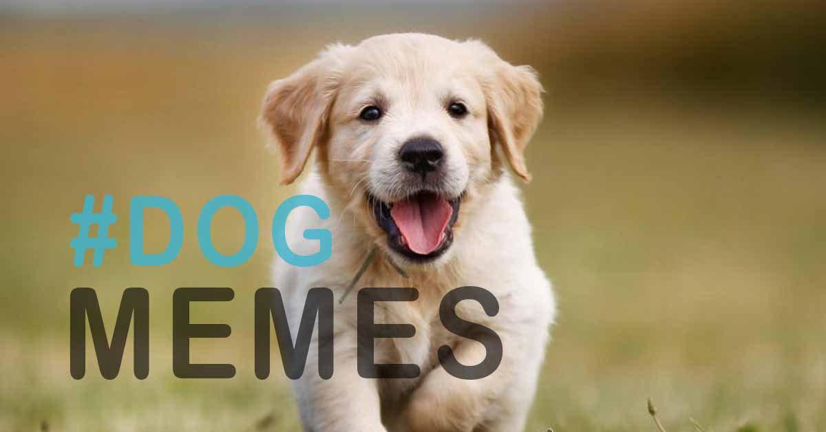 10 Adorable Dog Memes That Will Make Your Day