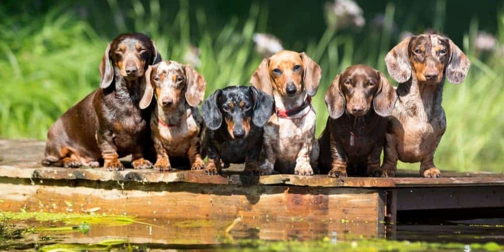What?! Dachshunds Help Humans Live Longer?! | Alpha Paw