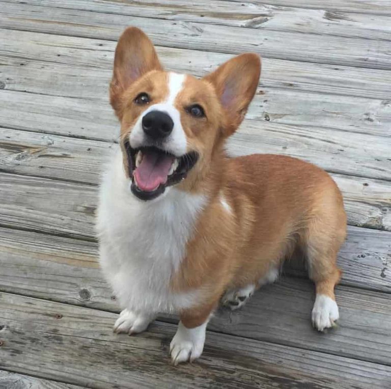 Beagle Corgi Mix Vet Review | Alpha Paw