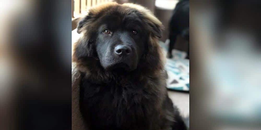 Chow Chow Labrador Mix Facts