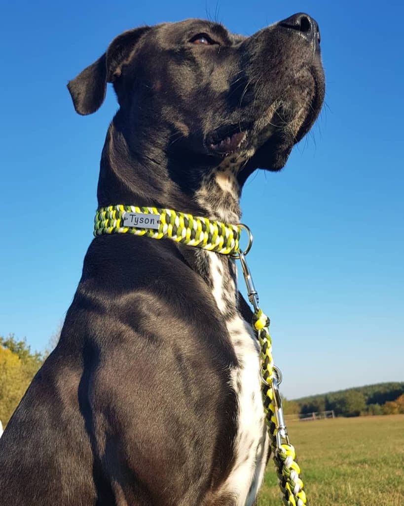 42+ Dalmatian Mix Breeds | Alpha Paw