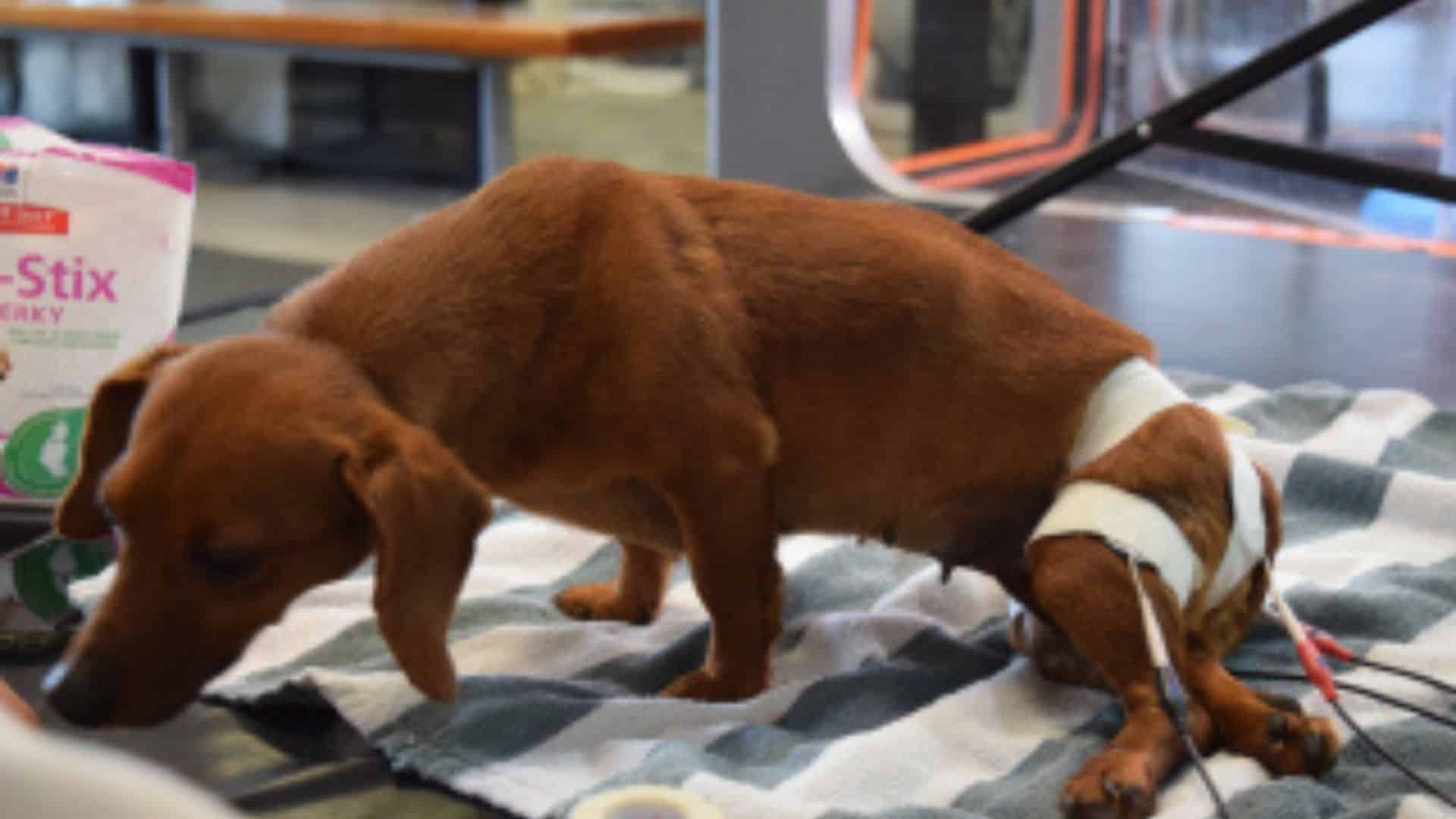 Preventing IVDD in Dachshunds
