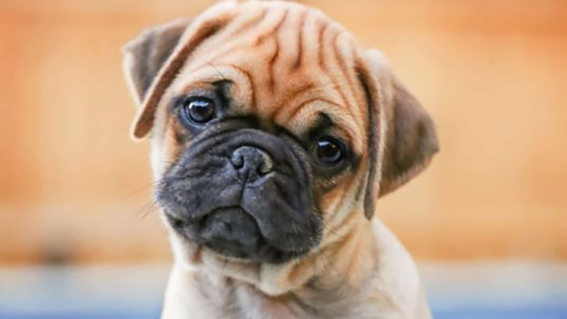 Dogs With Shorter Snouts Are More Social and Science Proves It