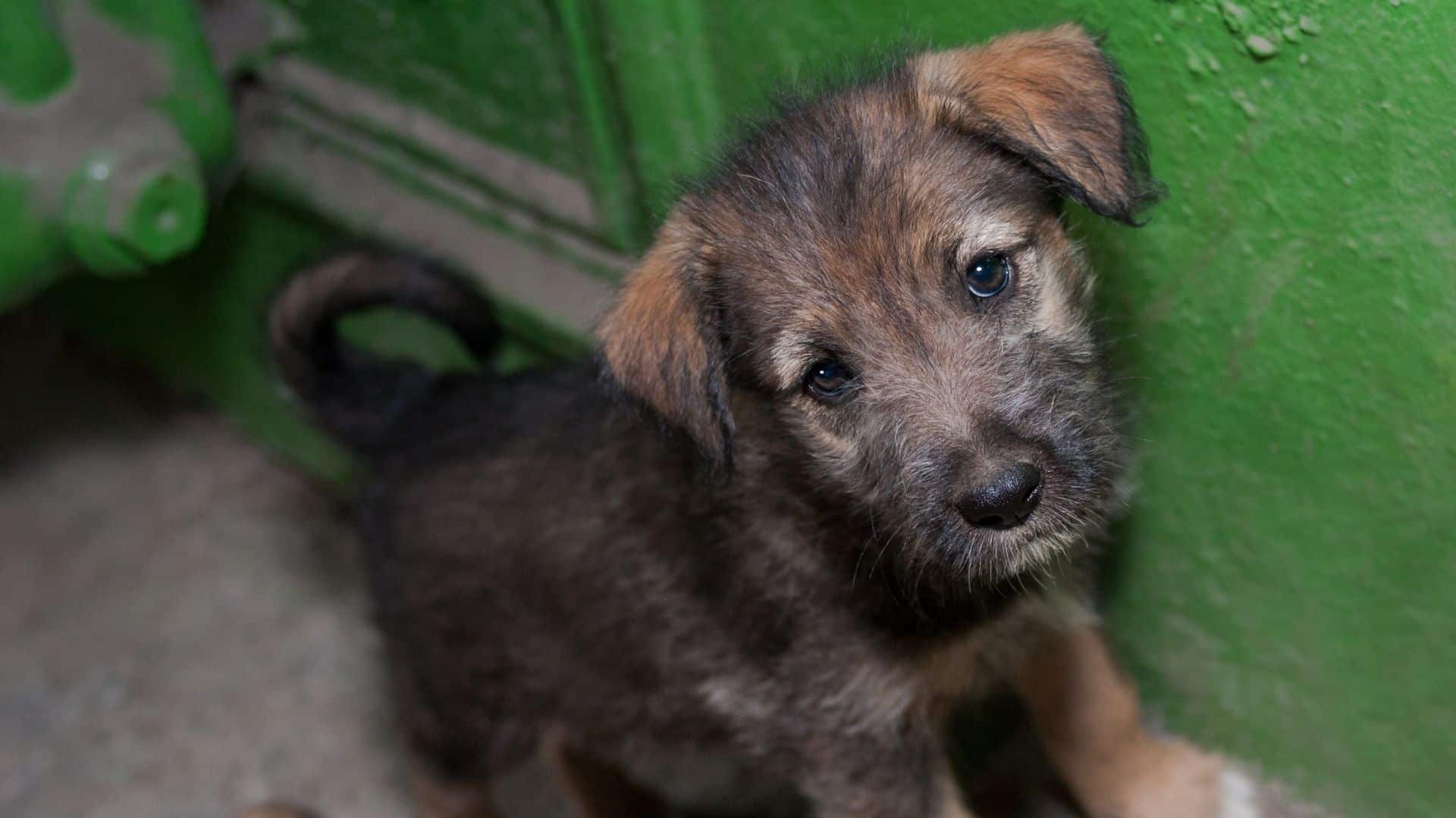 August 21 Is International Homeless Animals’ Day